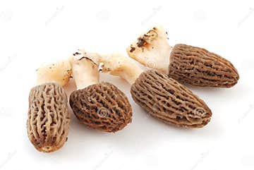 Morel stock image. Image of woods, edible, gourmet, food - 14036143