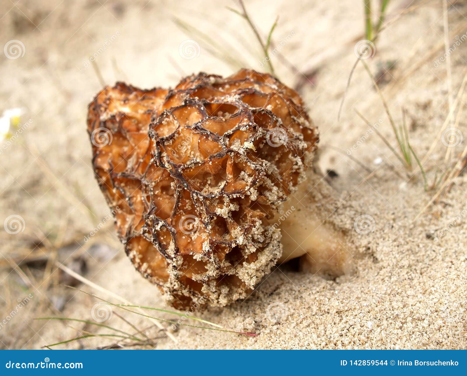 Morel Conic Morchella Conica Pers., Growing on Sand Stock Photo - Image ...