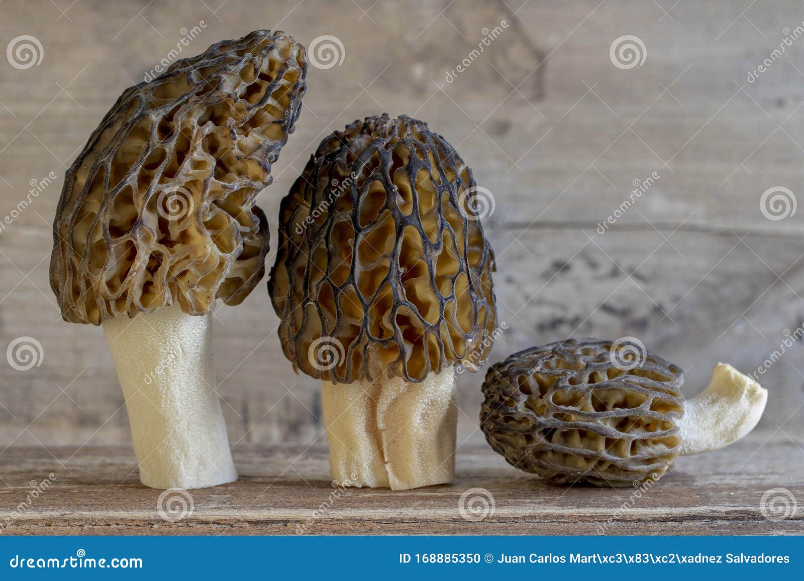 Morel Conical Morchella Conica, Delicious Edible Mushrooms, a Delicacy ... Morel Conical Morchella Conica, Delicious Edible Mushrooms, a Delicacy ...