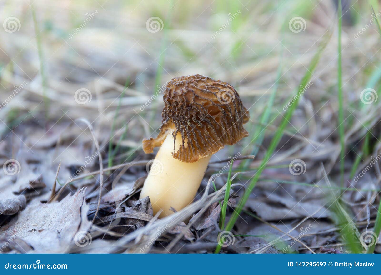Morel in spring stock image. Image of delicious, edible - 147295697