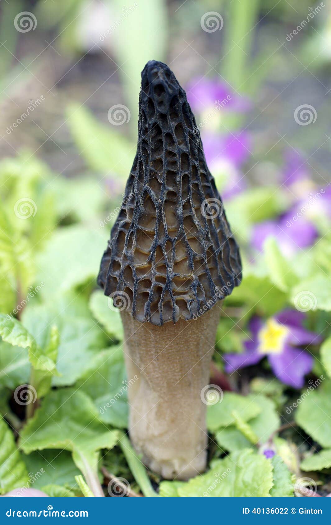 Morel macro stock photo. Image of view, flora, bedding - 40136022