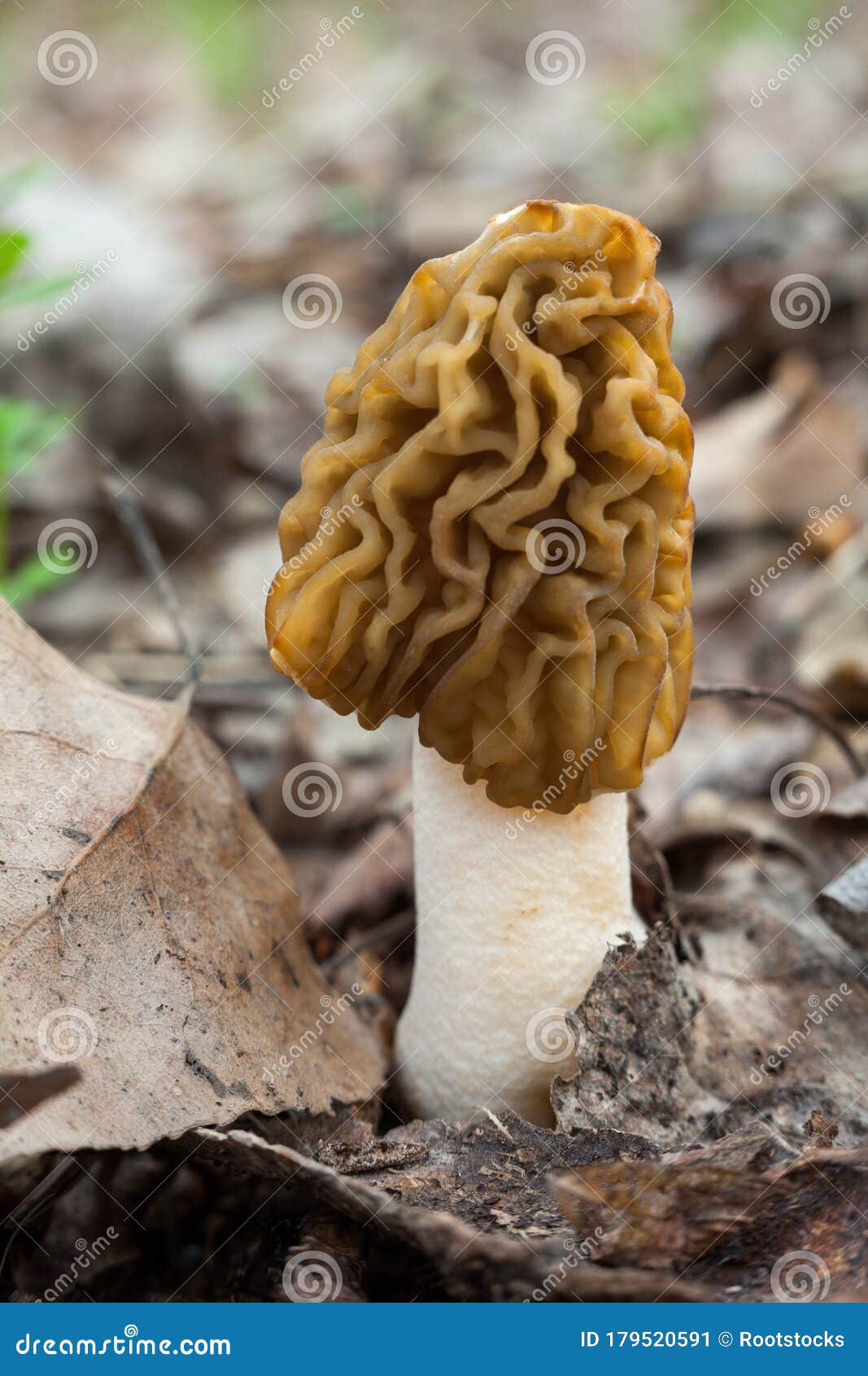 Morel Morchella Mushroom on the Ground Stock Image - Image of fungal ...