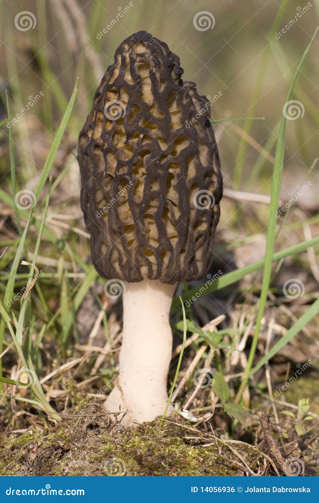 Morel mushroom stock photo. Image of edible, gourmet - 14056936
