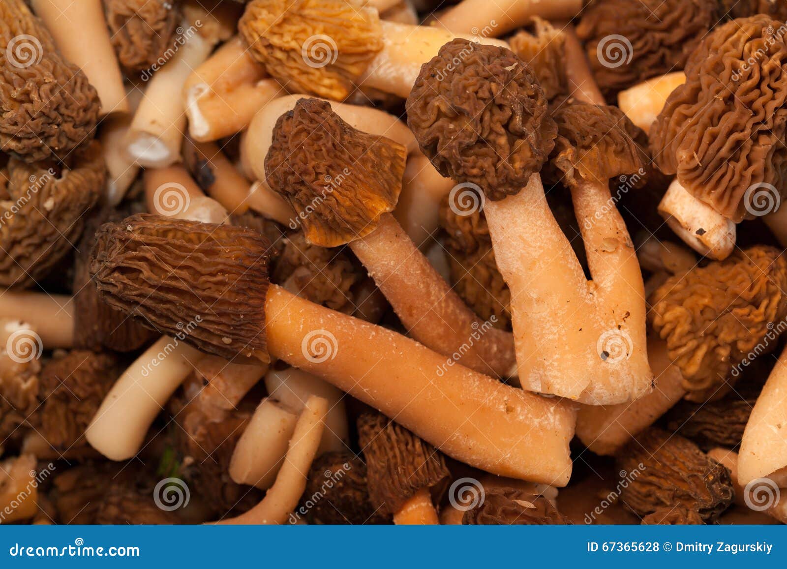 Morel Mushroom. Big Harvest Stock Photo - Image of morel, black: 67365628