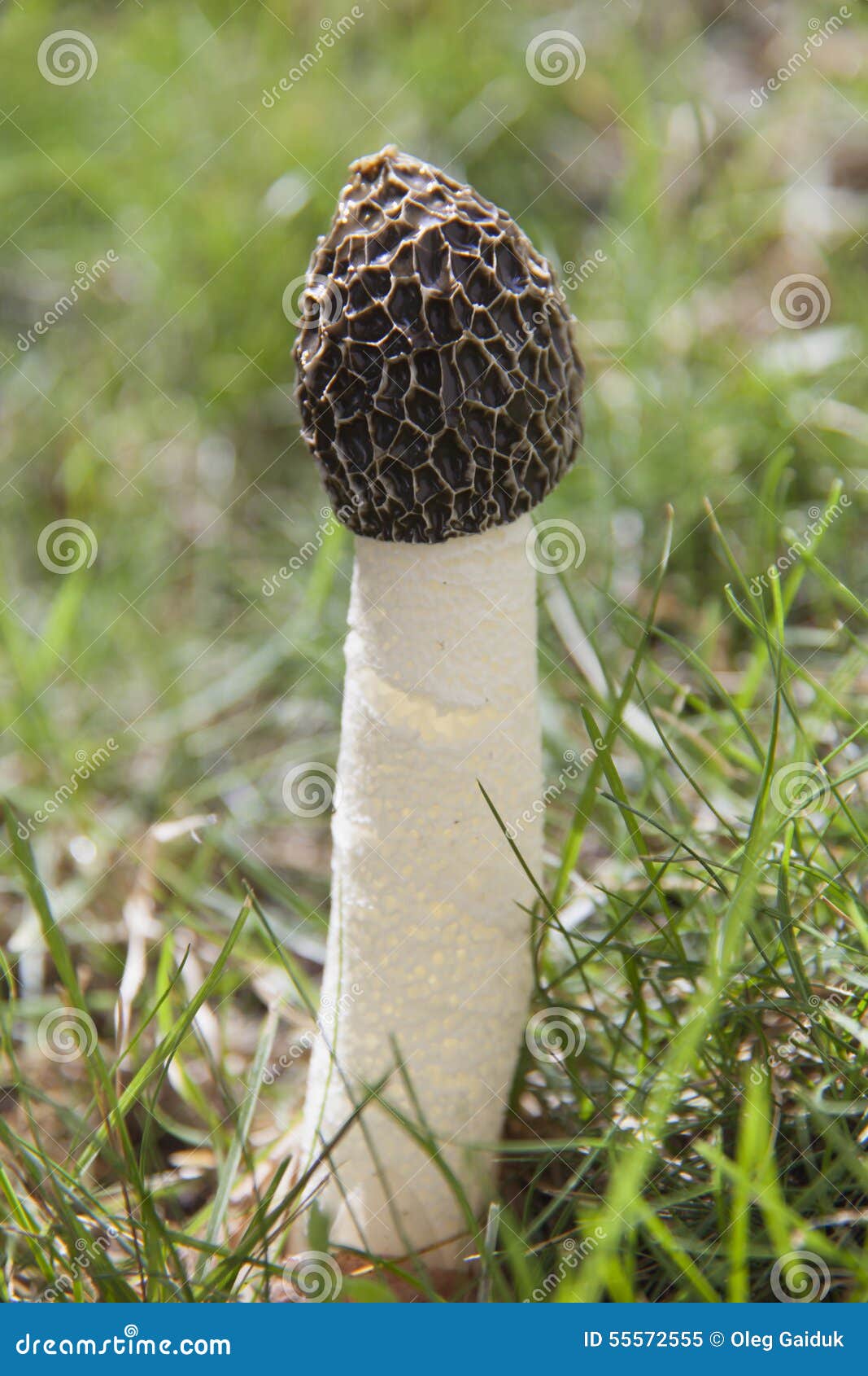 Morel mushroom stock image. Image of backyard, flora - 55572555