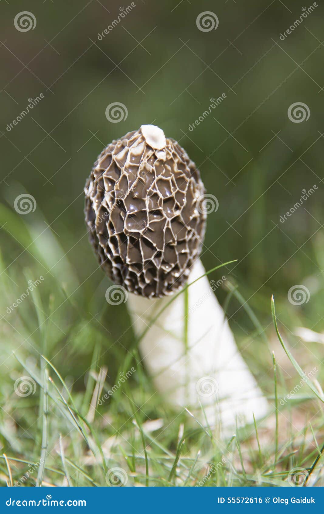 Morel mushroom stock photo. Image of fine, green, surprising - 55572616