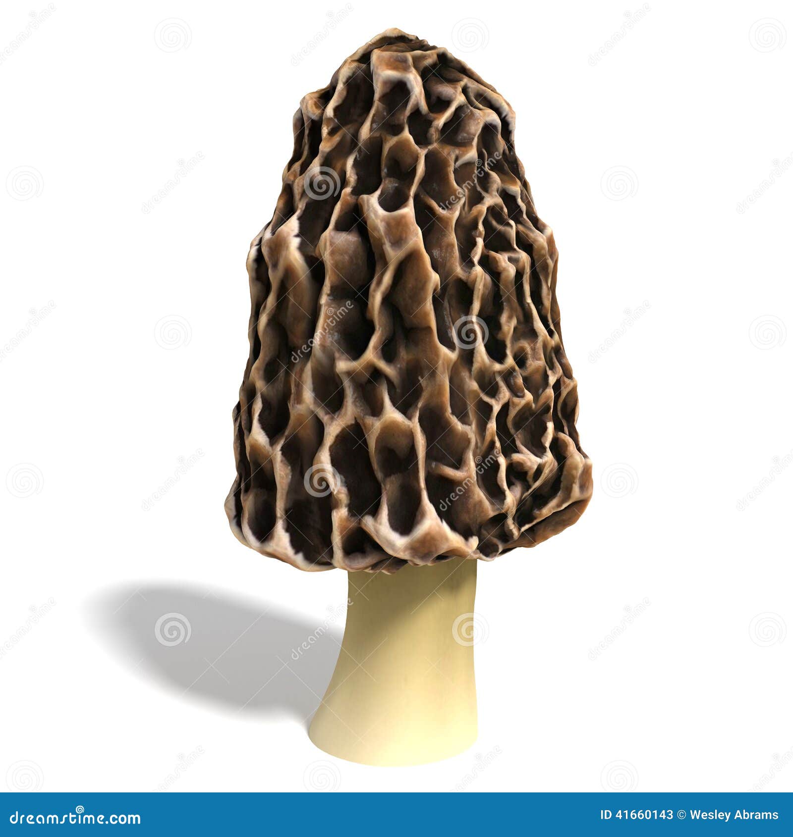 Morel Mushroom stock illustration. Illustration of spring - 41660143