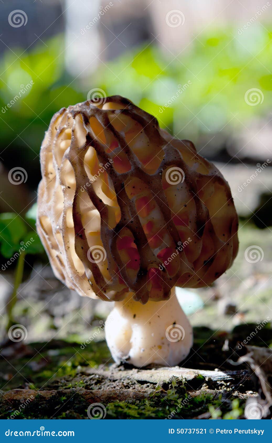 Morel mushroom stock image. Image of daylight, nature - 50737521