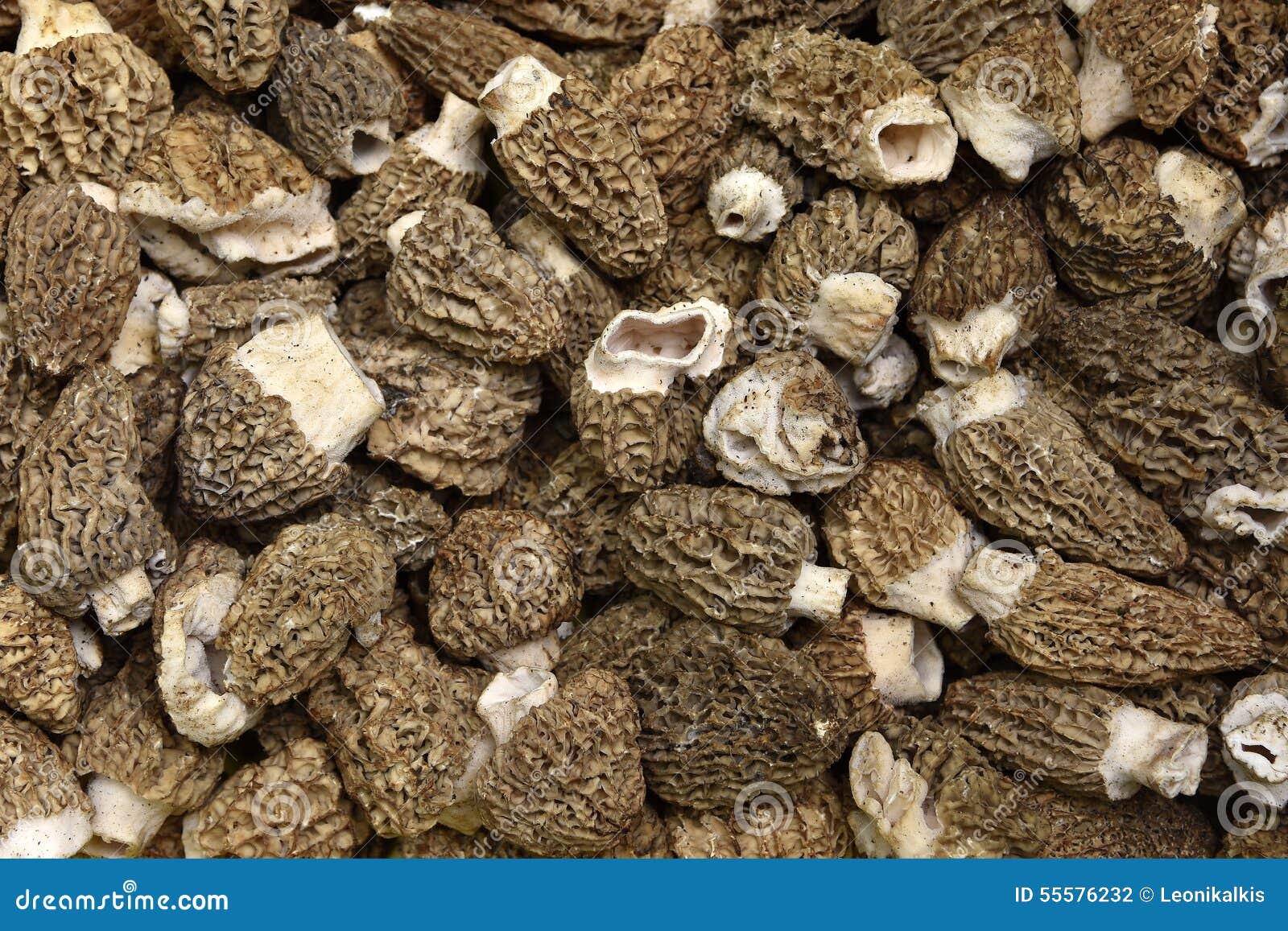 Morel Mushrooms stock photo. Image of large, morchella - 55576232