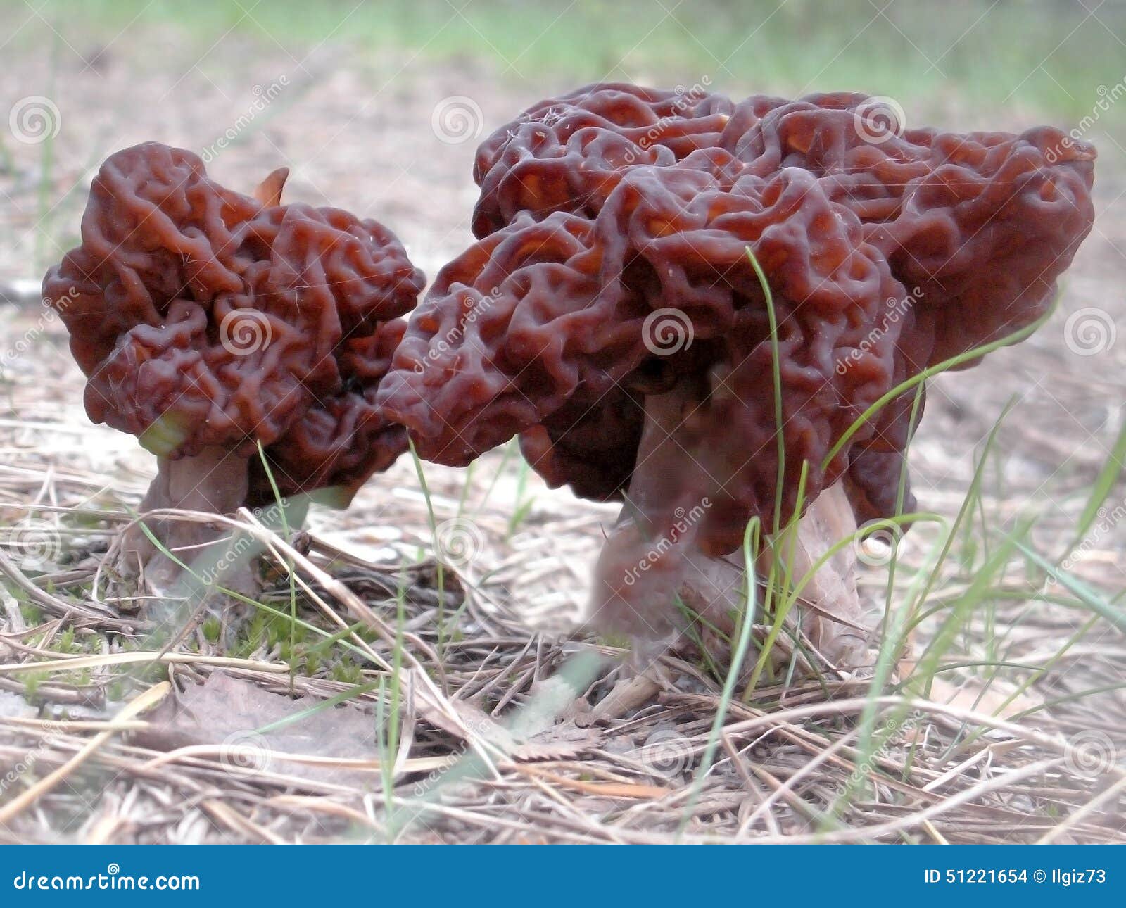 Morel Mushrooms in the Grass, Stock Photo - Image of ground, flora ...