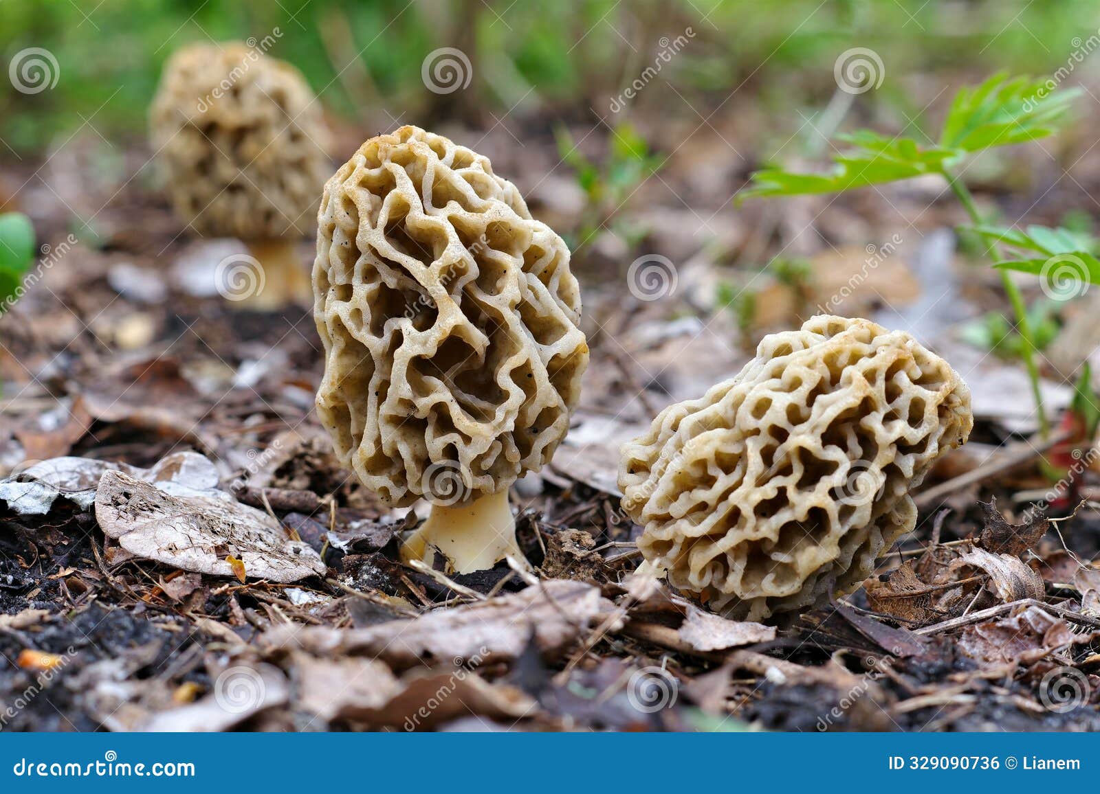 Morel Mushrooms Royalty-Free Stock Photography | CartoonDealer.com ...