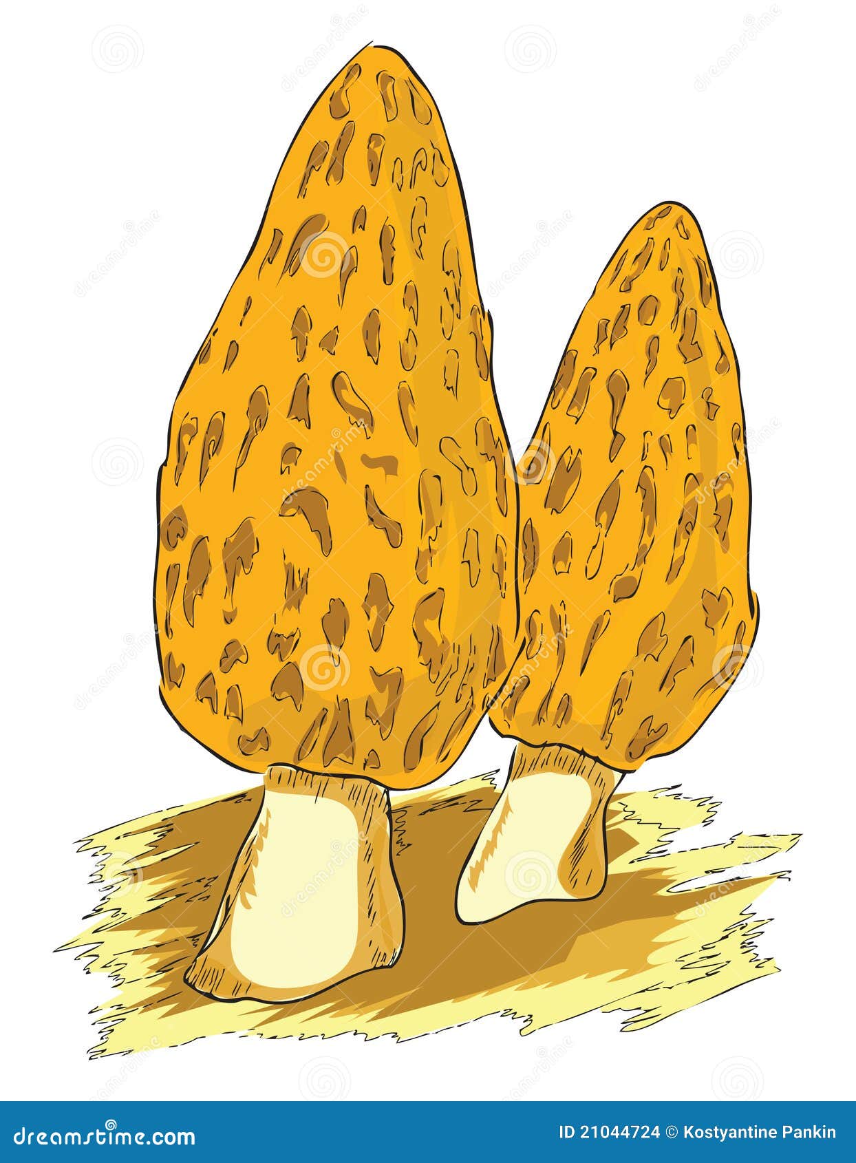 Morel - a Poisonous Mushroom Stock Vector - Illustration of organic ... Morel - a Poisonous Mushroom Stock Vector - Illustration of organic ...