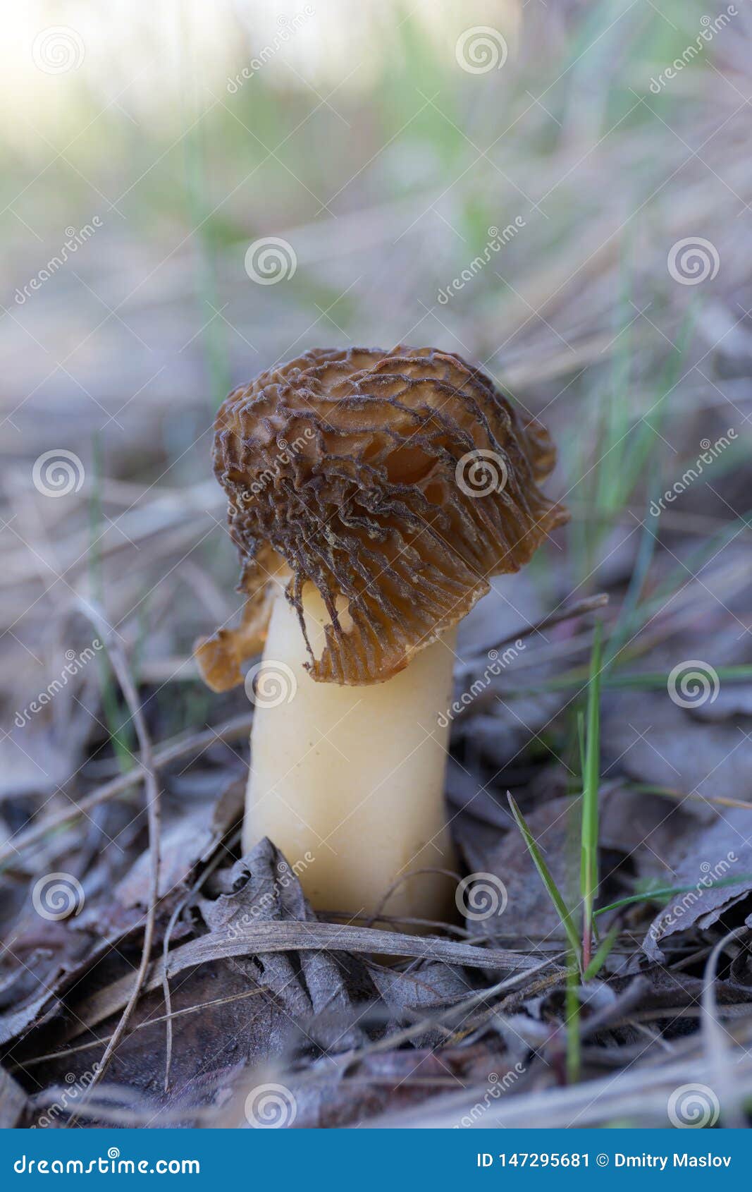 Morel in spring forest stock image. Image of grass, beauty - 147295681