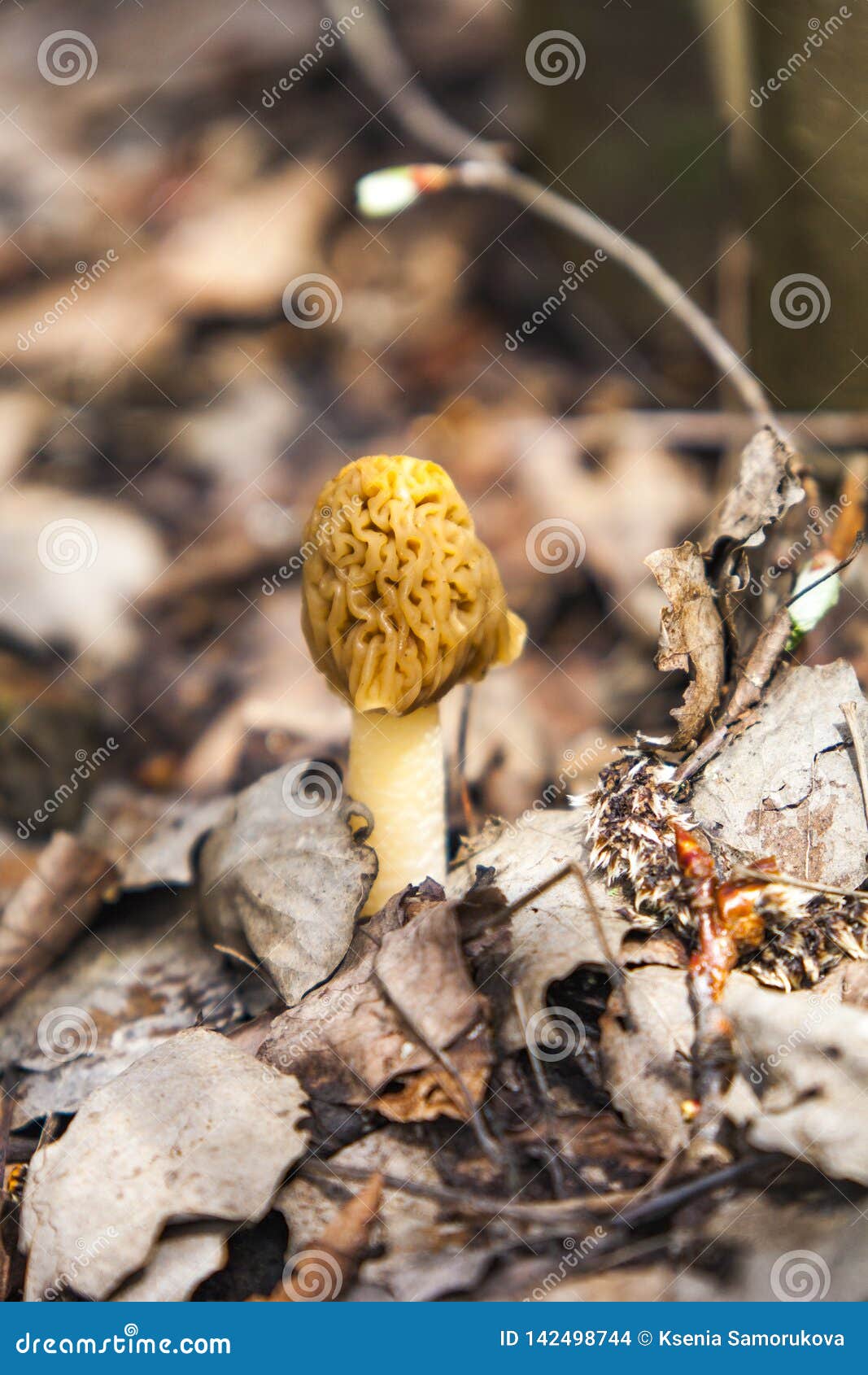 Morel Spring Mushroom Grows from Ground Stock Photo - Image of morel ...