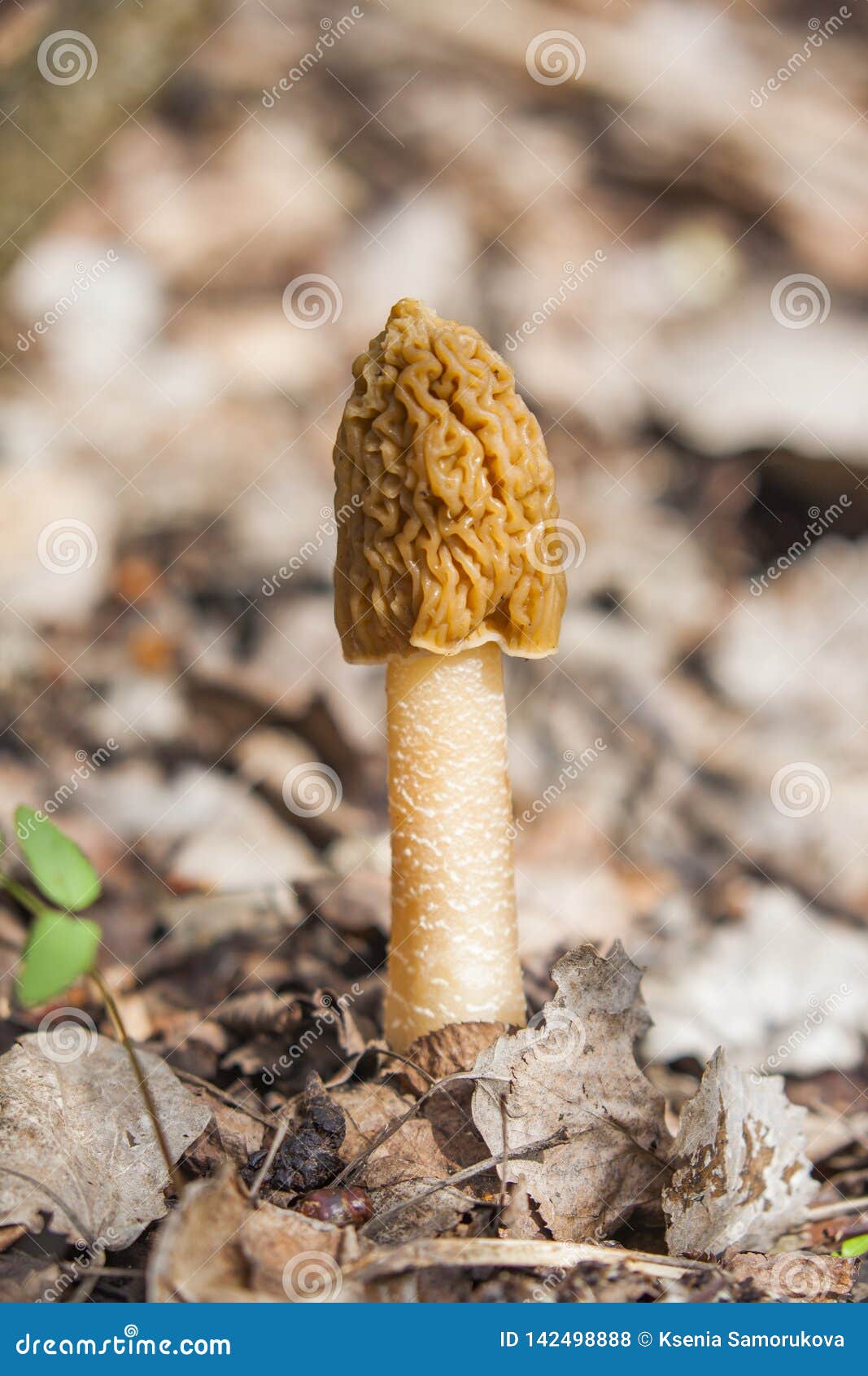 Morel Spring Mushroom Grows from Ground Stock Photo - Image of esculent ...