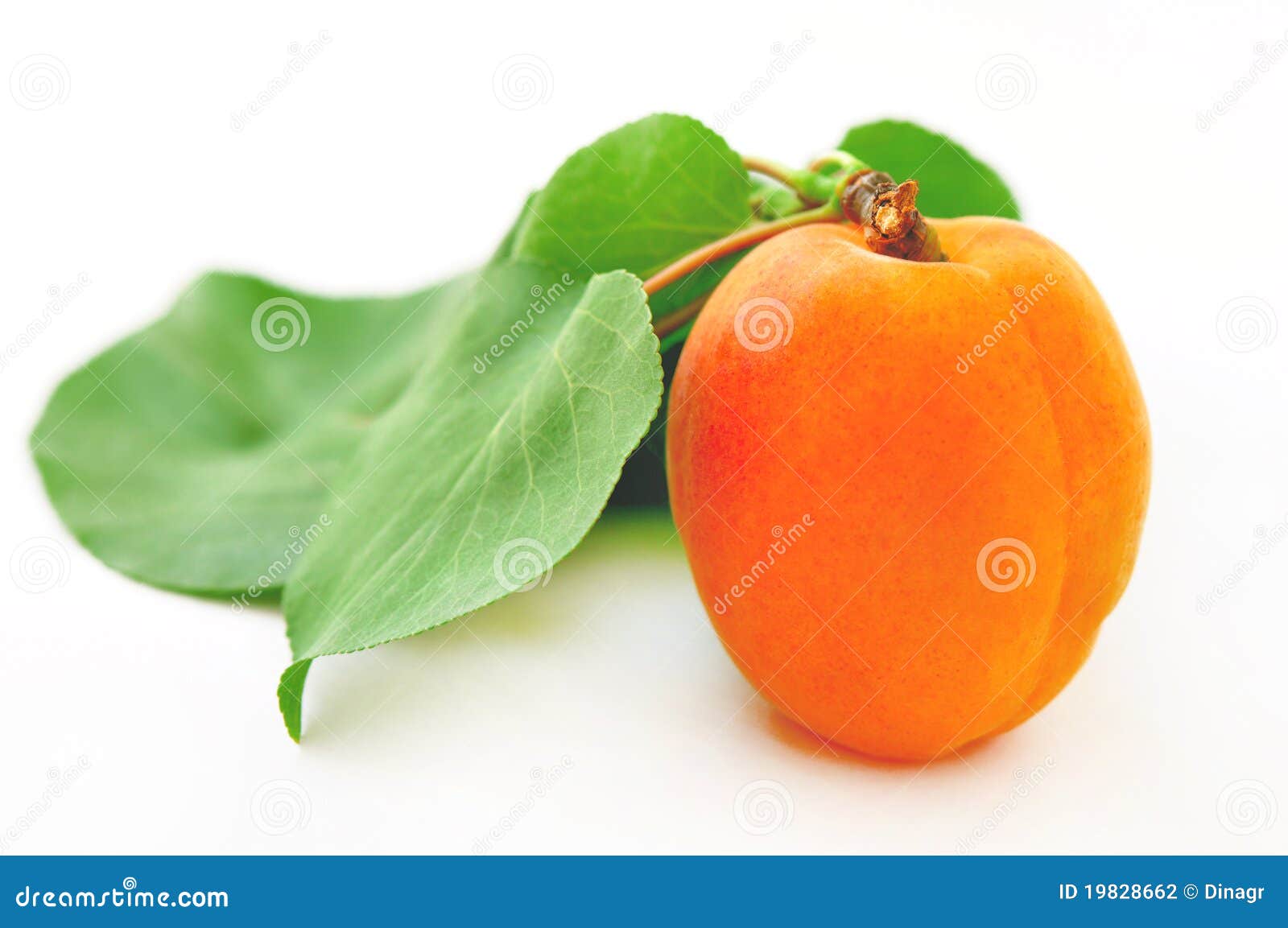 Morela zdjęcie stock. Obraz złożonej z żywienioniowy - 19828662