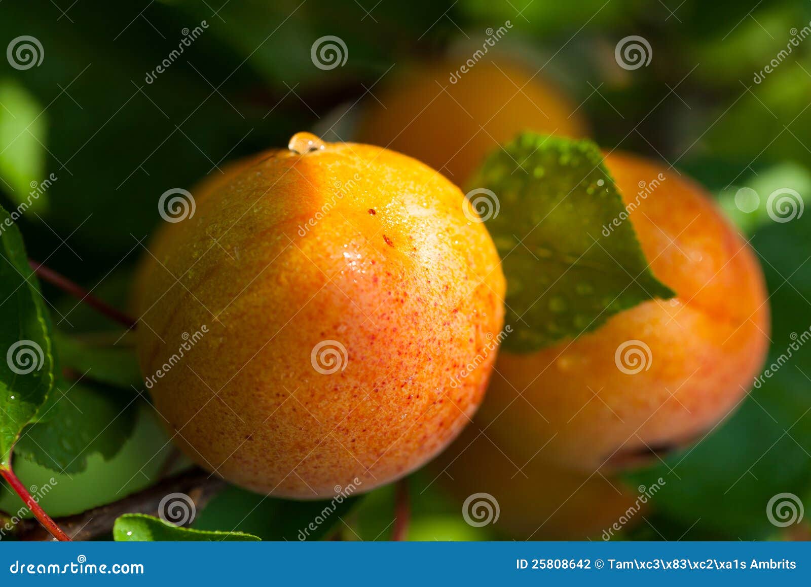 Morela zdjęcie stock. Obraz złożonej z jedzenie, lato - 25808642