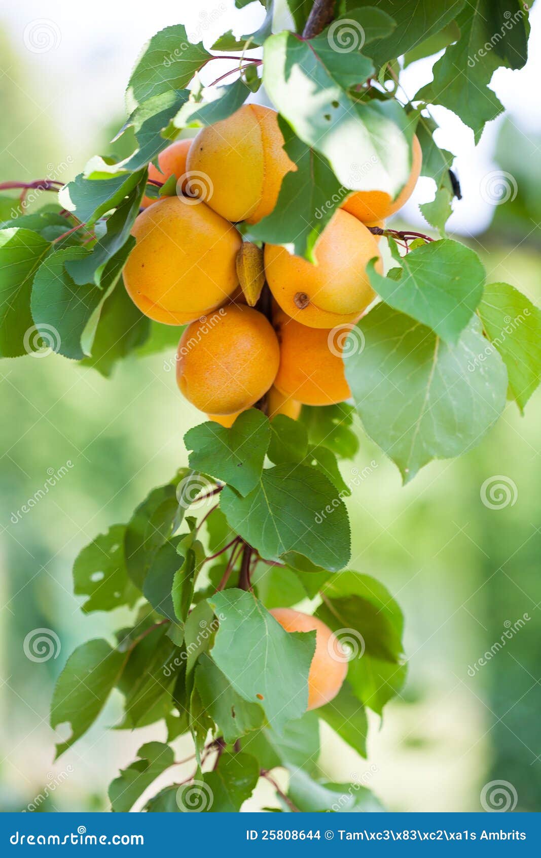 Morela zdjęcie stock. Obraz złożonej z kwiecień, deliciouses - 25808644