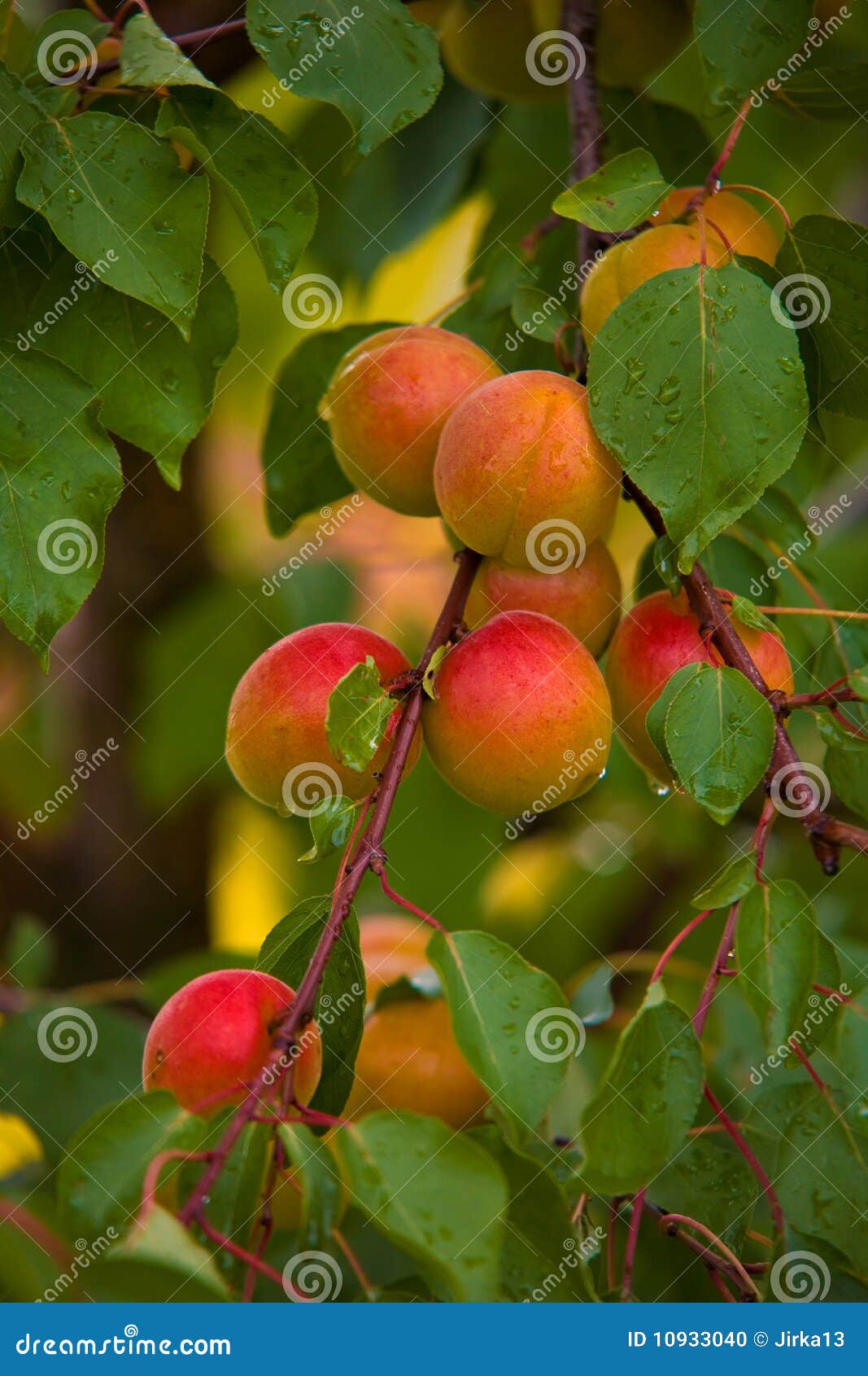 Morele zdjęcie stock. Obraz złożonej z morele, lato, owoc - 10933040