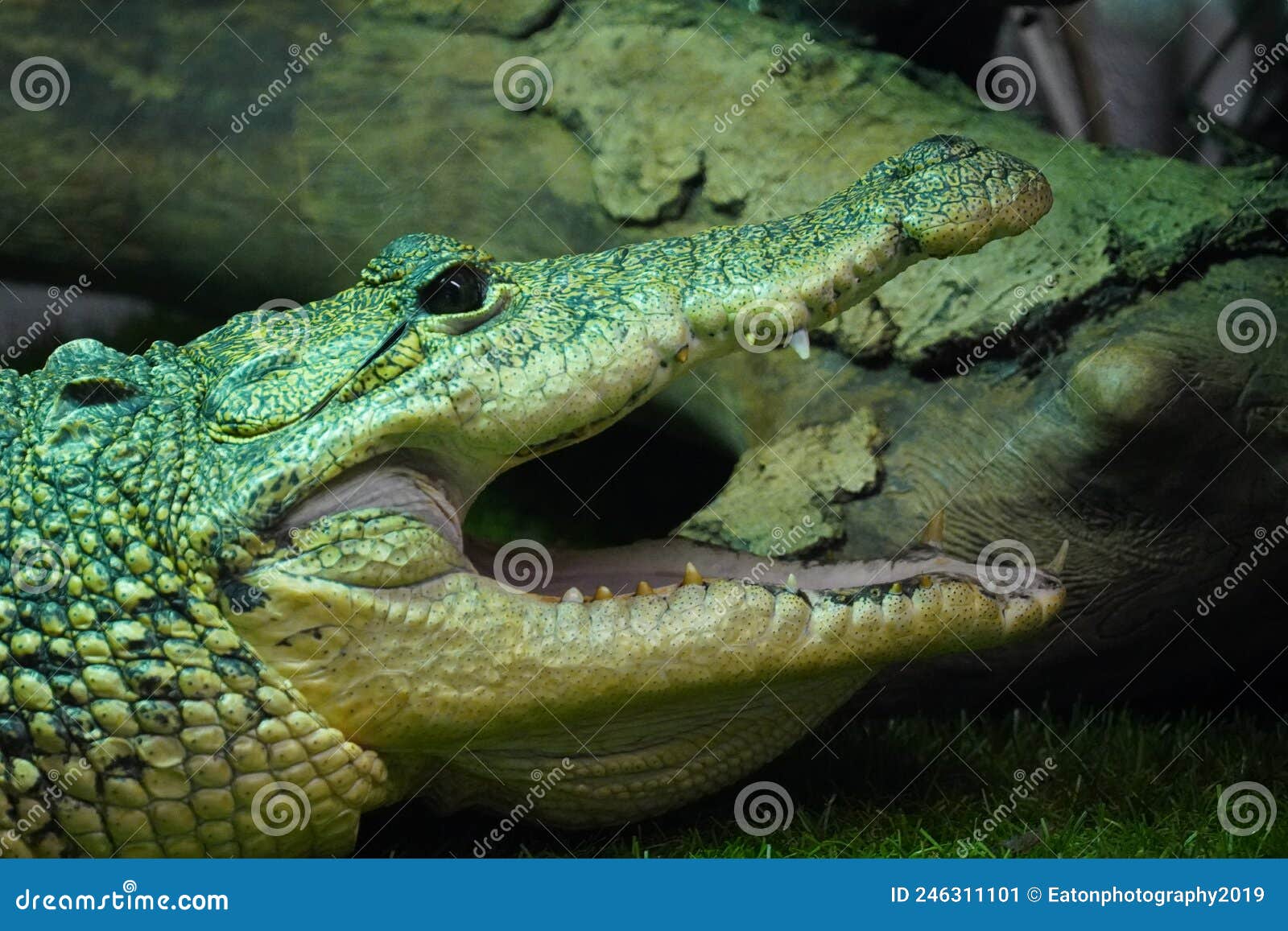 Morelet`s Crocodile in the Sun Stock Image - Image of mexican, morelet ...