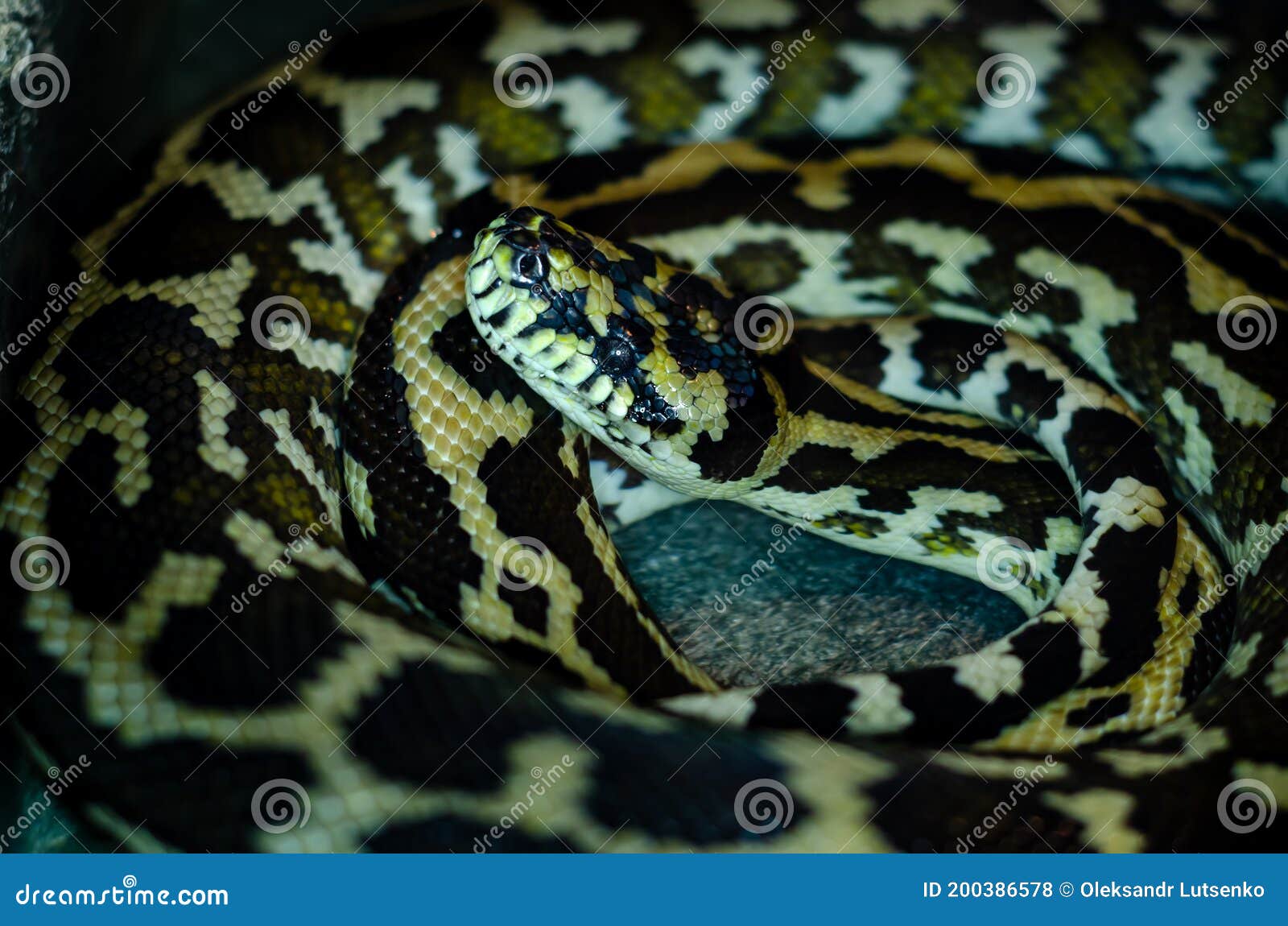 Morelia Spilota Cheynei, or the Jungle Carpet Python Stock Photo ...