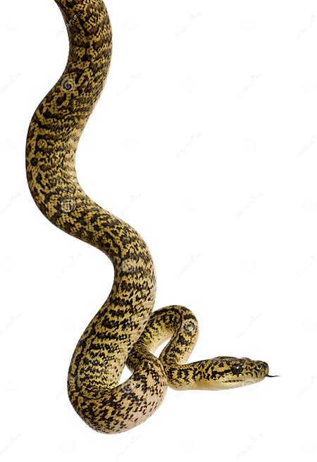 Morelia Spilota Variegata, a Subspecies of Python Stock Image - Image ...