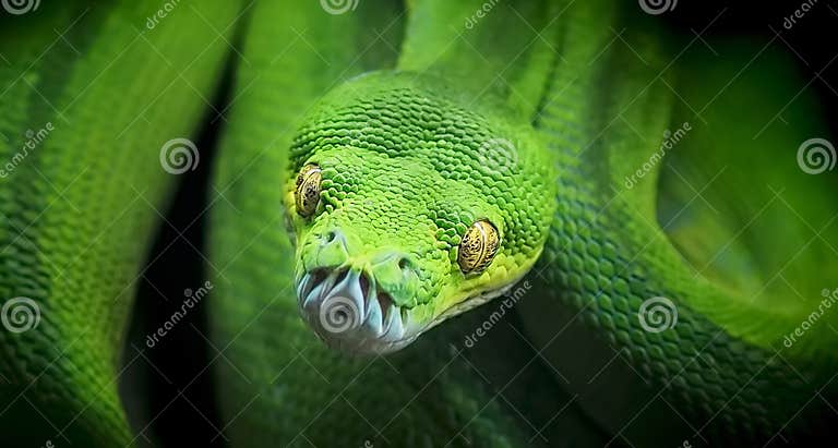 Morelia Viridis, Snake Green Tree Python Eye Dangerous Look Stock Photo ...