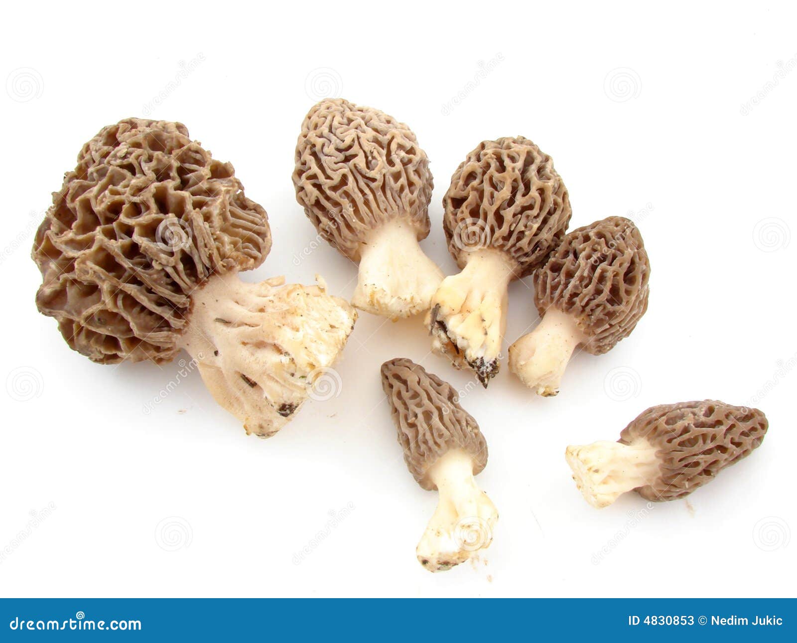 Morelles image stock. Image du champignons, normal, morelles - 4830853