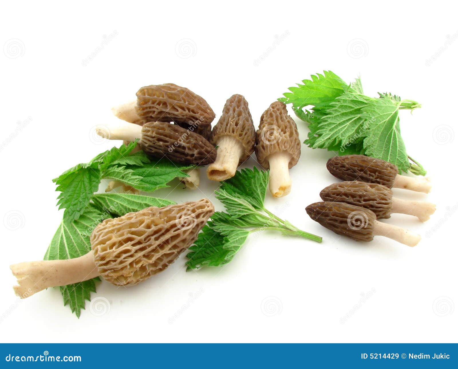 Morelles d'isolement image stock. Image du ressort, isolement - 5214429