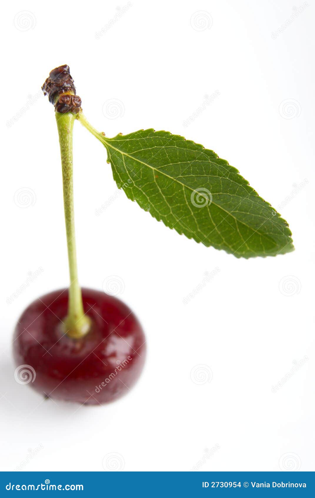 Morello stock photo. Image of orange, sweet, summer, food - 2730954