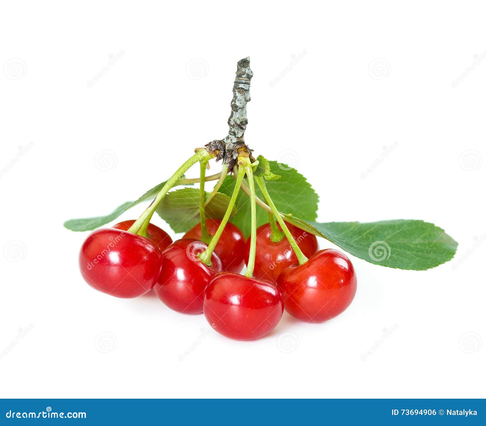 Morello cherries on branch stock photo. Image of fruit - 73694906