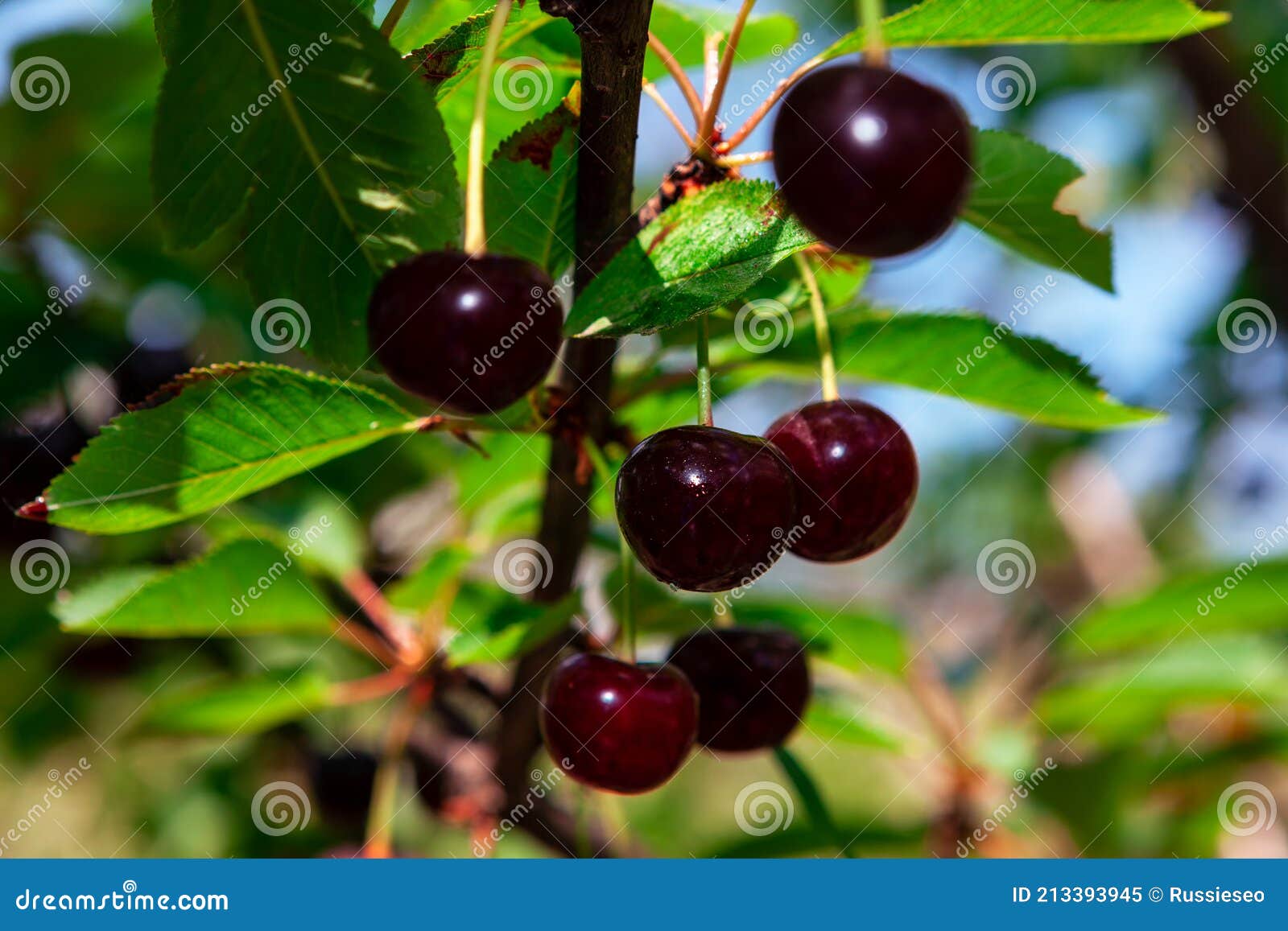 Morello Cherries stock image. Image of bunch, botany - 213393945