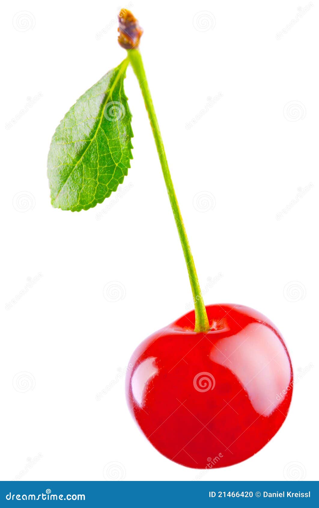 Morello cherry stock photo. Image of vertical, close - 21466420