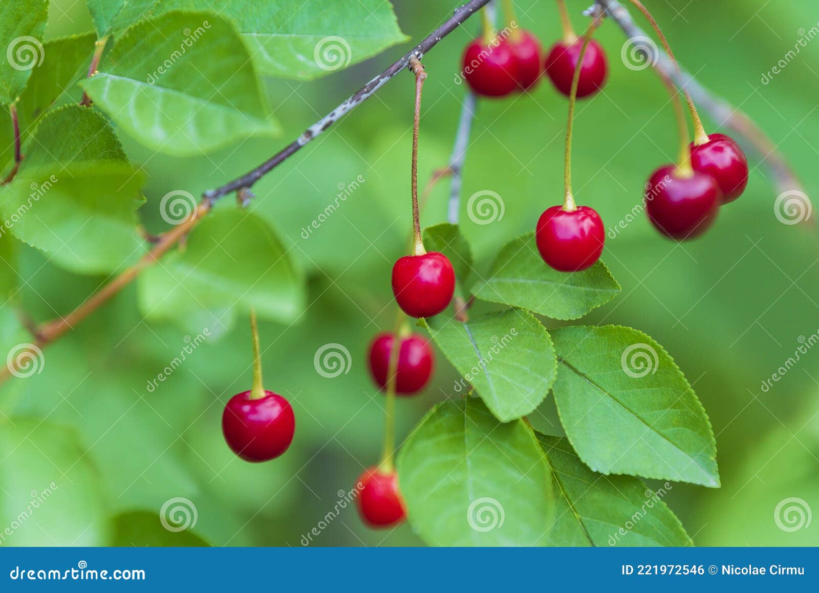Morello Cherry Tree In Flower Stock Image | CartoonDealer.com #277132687
