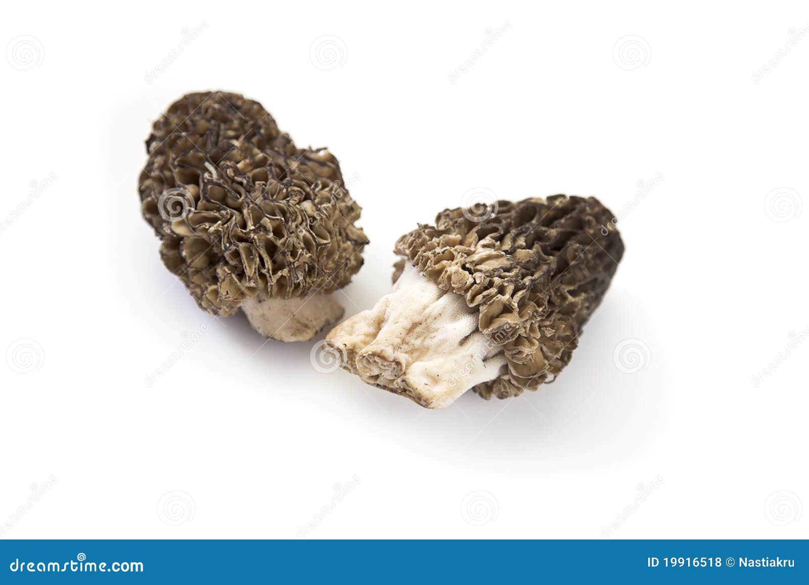 Morels stock photo. Image of ridges, horizontal, isolated - 19916518