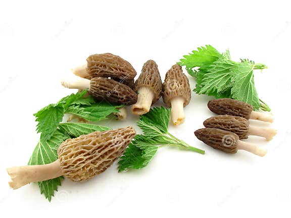 Morels isolated stock image. Image of healthy, sponge - 5214429