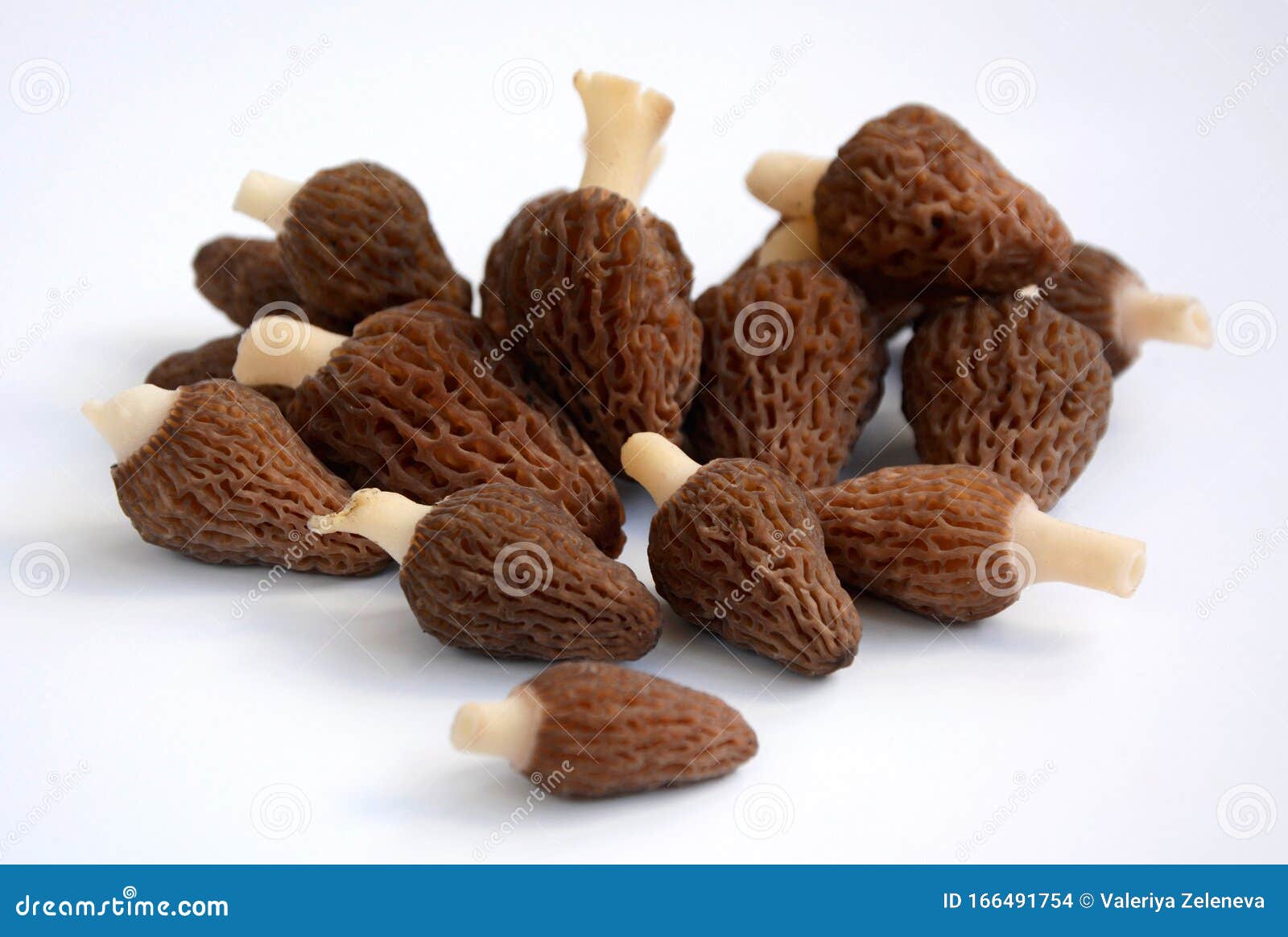 Morels on a White Background, Close-up Stock Photo - Image of conica ...