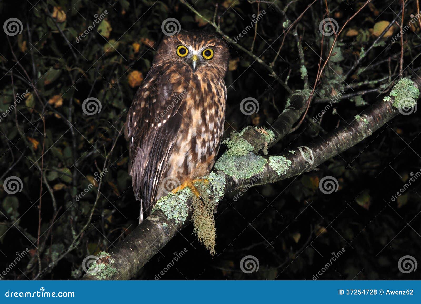 Morepork fotografia stock. Immagine di ovest, pertiche - 37254728