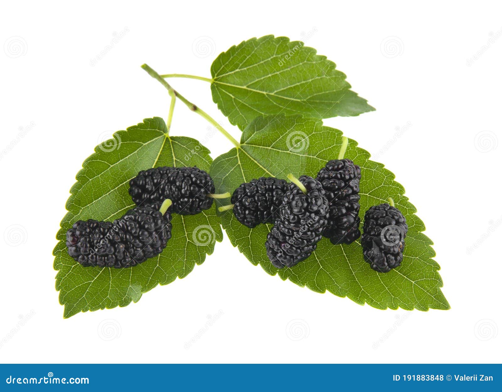 Morera Aislada En Fondo Blanco Foto de archivo - Imagen de zarzamora ...