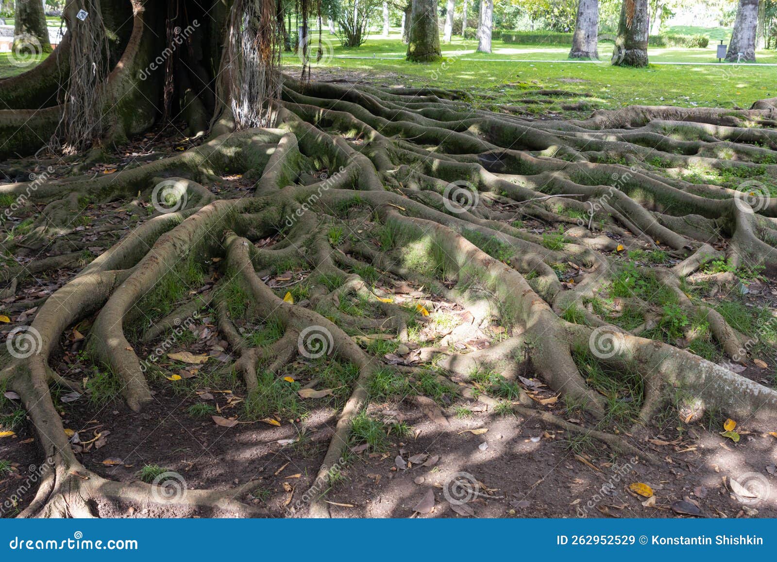 Massive Roots Of A Tree Moreton Bay Fig Royalty-Free Stock Photo ...