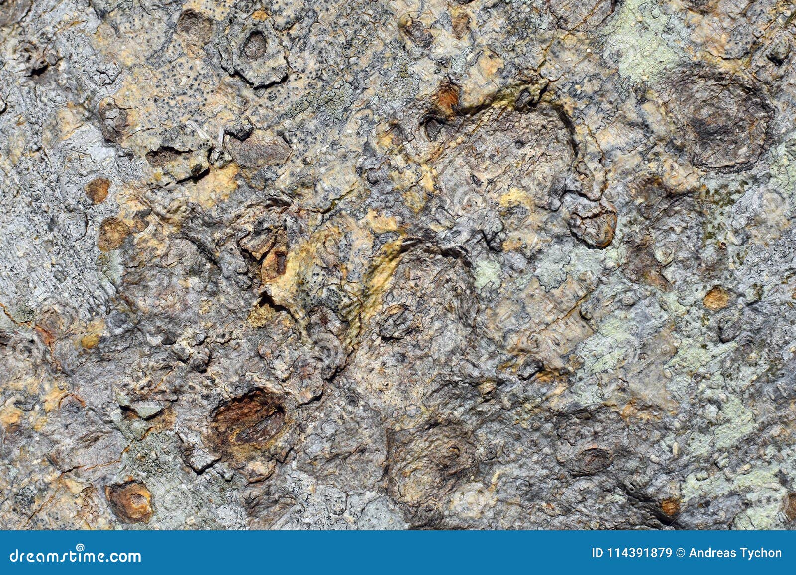 Moreton Bay Fig Tree Texture Stock Image - Image of varied, knots ...