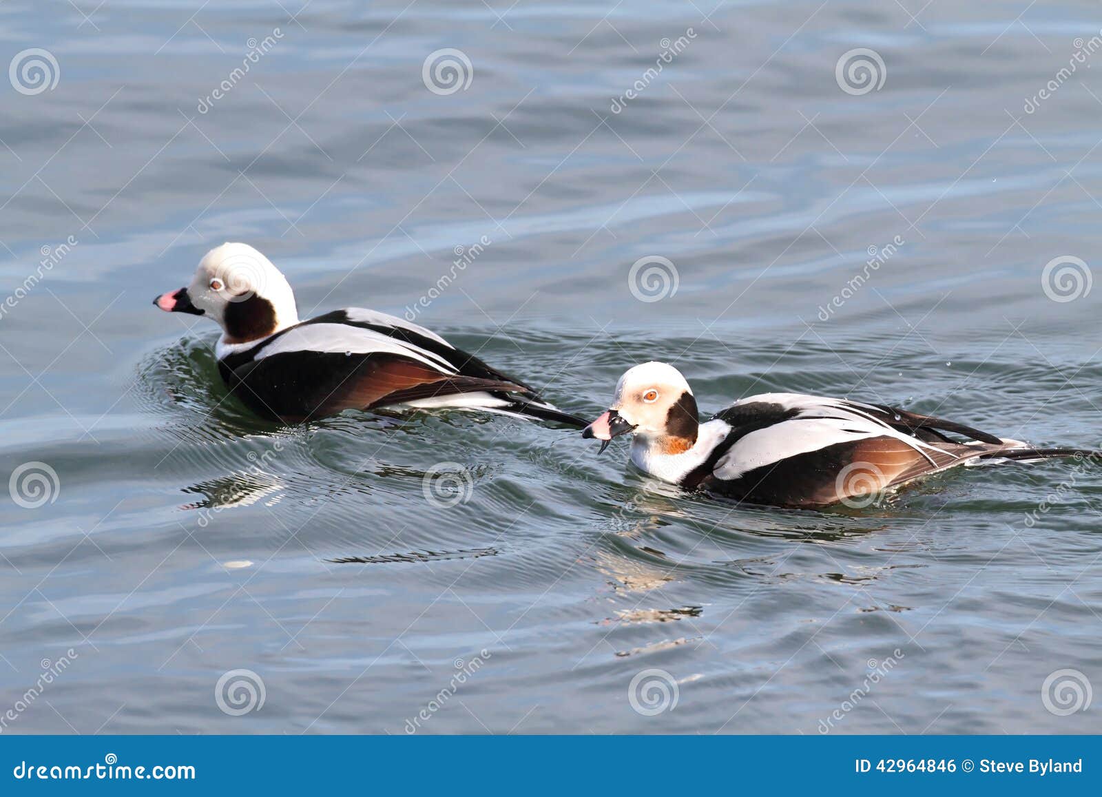 Moretta codona (Oldsquaw) fotografia stock. Immagine di uccelli - 42964846