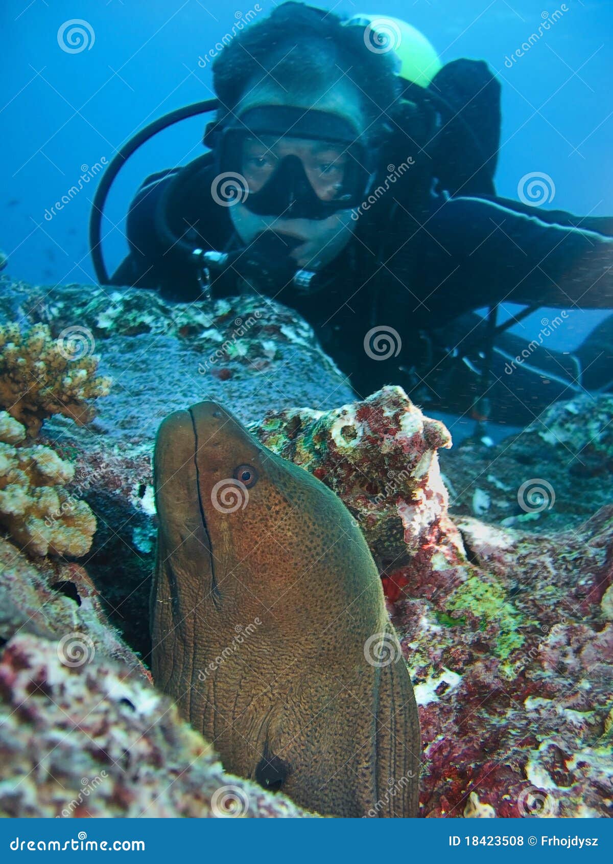 Morey and diver stock photo. Image of blue, ocean, fish - 18423508