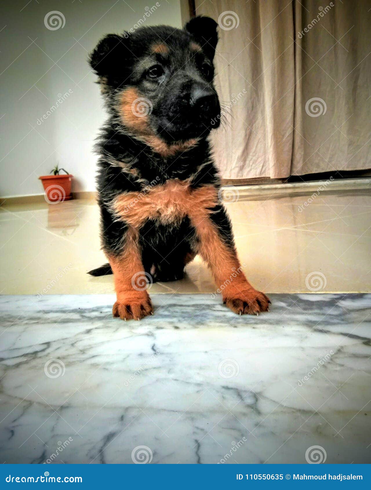 Morfy stock image. Image of morfy, love, lovely - 110550635