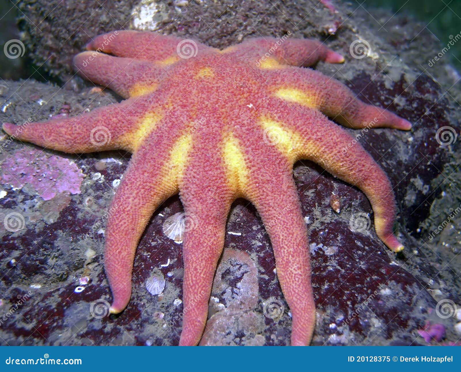 Morgensun-Stern (Solaster Dawsoni) Stockbild - Bild von fotographie ...