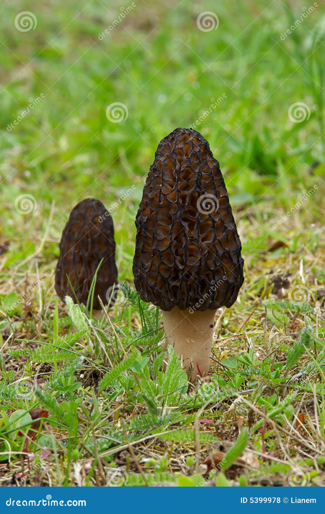 Morilla 02 foto de archivo. Imagen de travieso, especie - 5399978