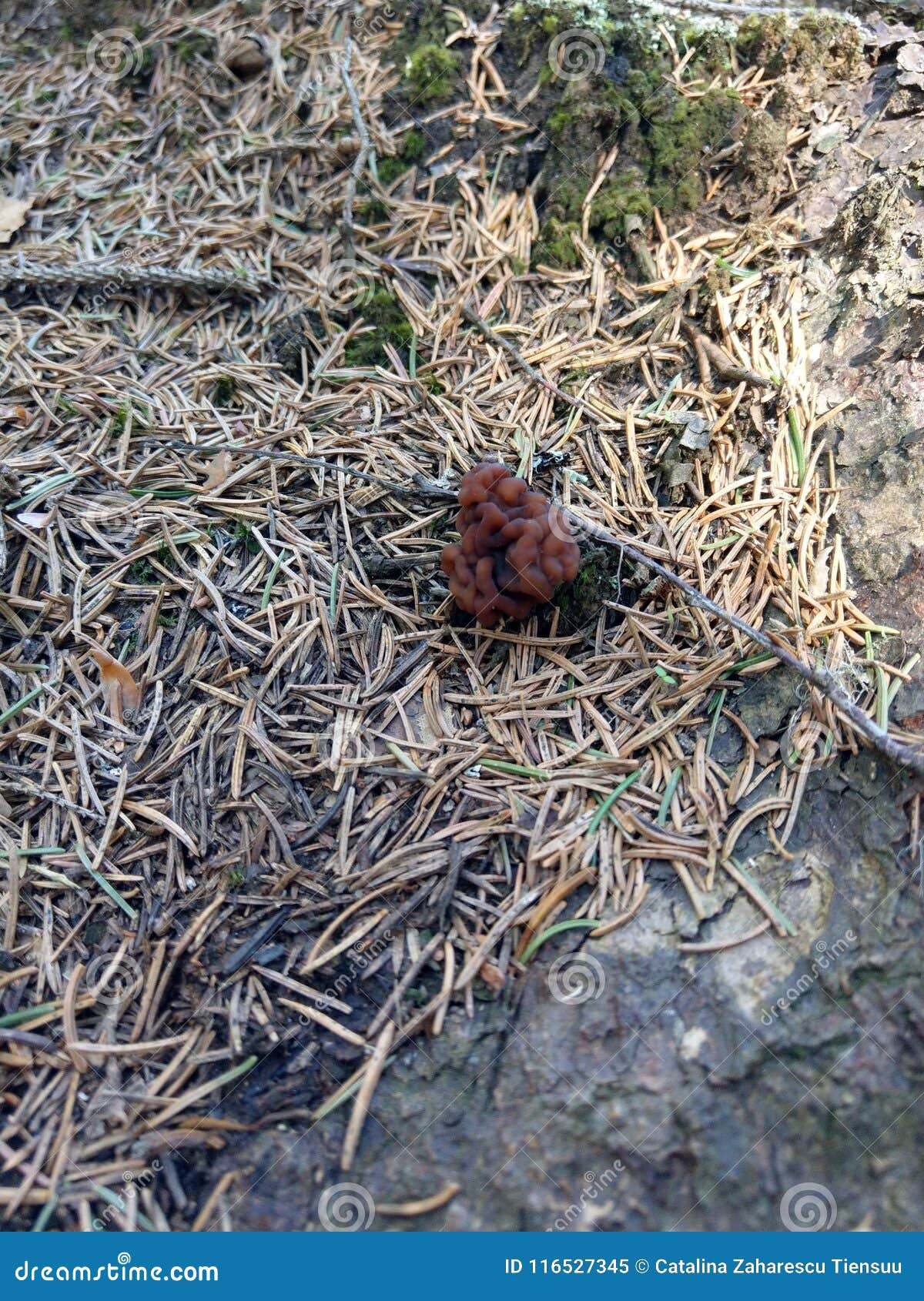 Morilla falsa imagen de archivo. Imagen de roca, piceas - 116527345