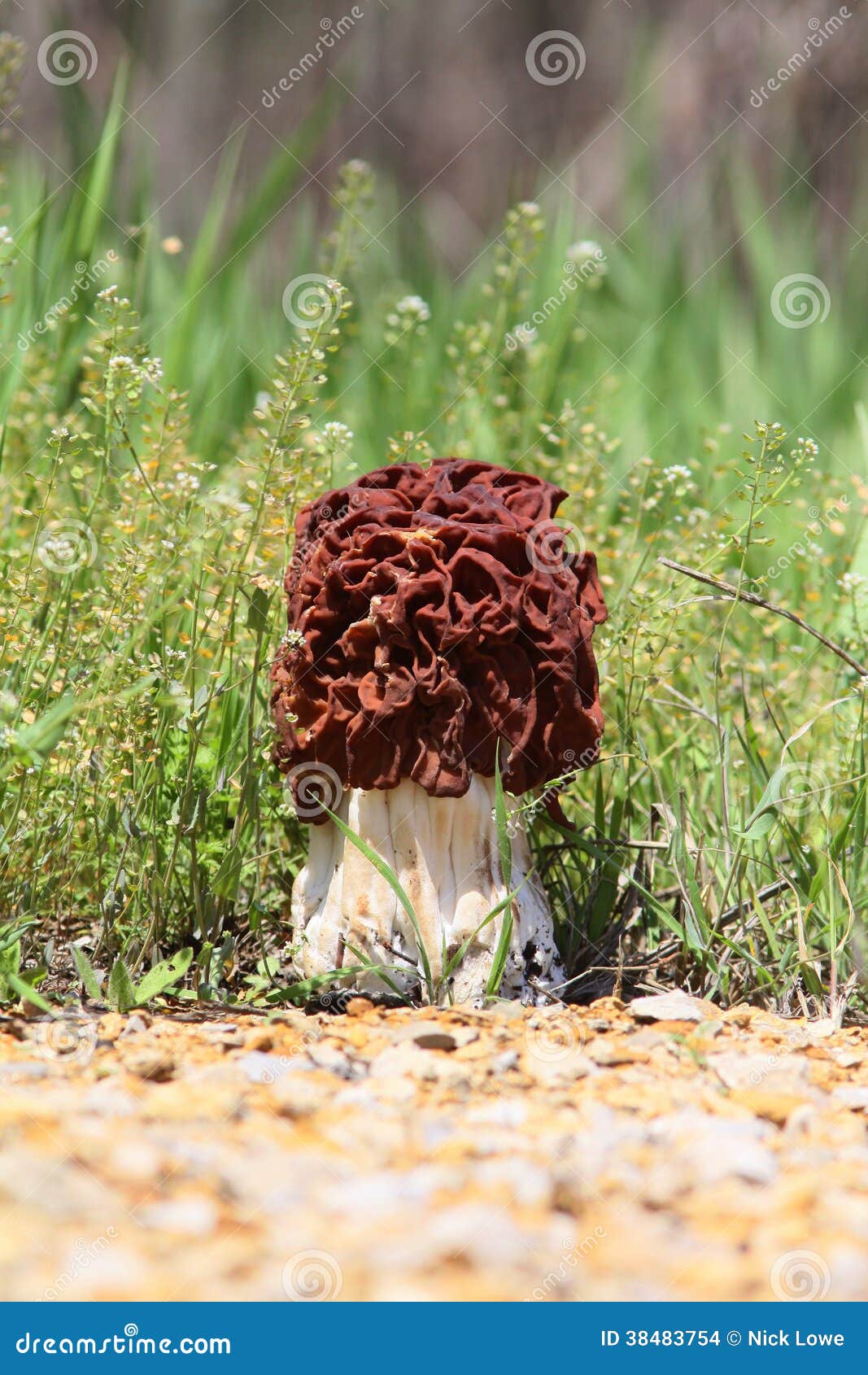 Morilla falsa foto de archivo. Imagen de seta, hongos - 38483754