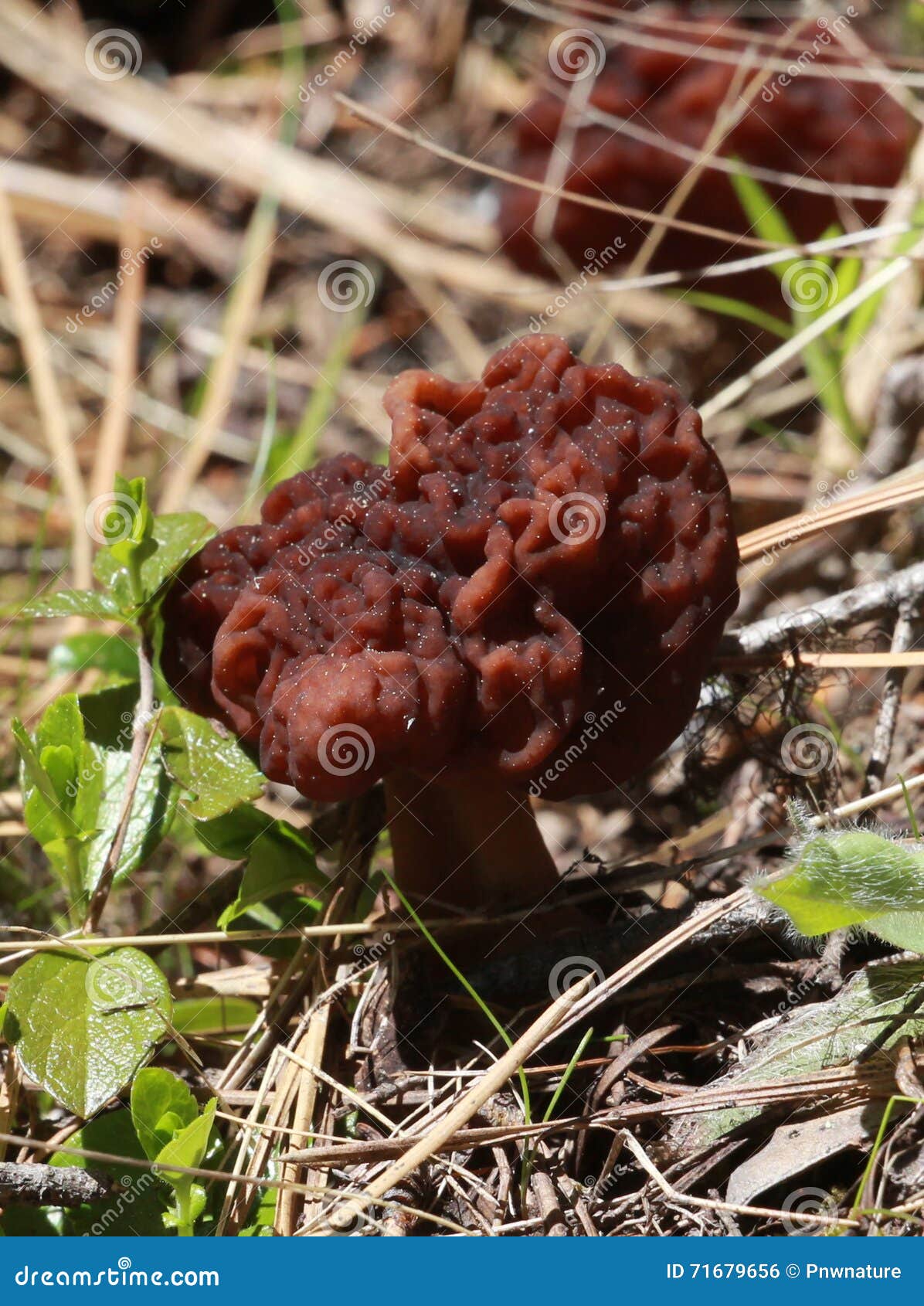 Morilla Falsa - Gyromitra Esculenta Foto de archivo - Imagen de salvaje ...