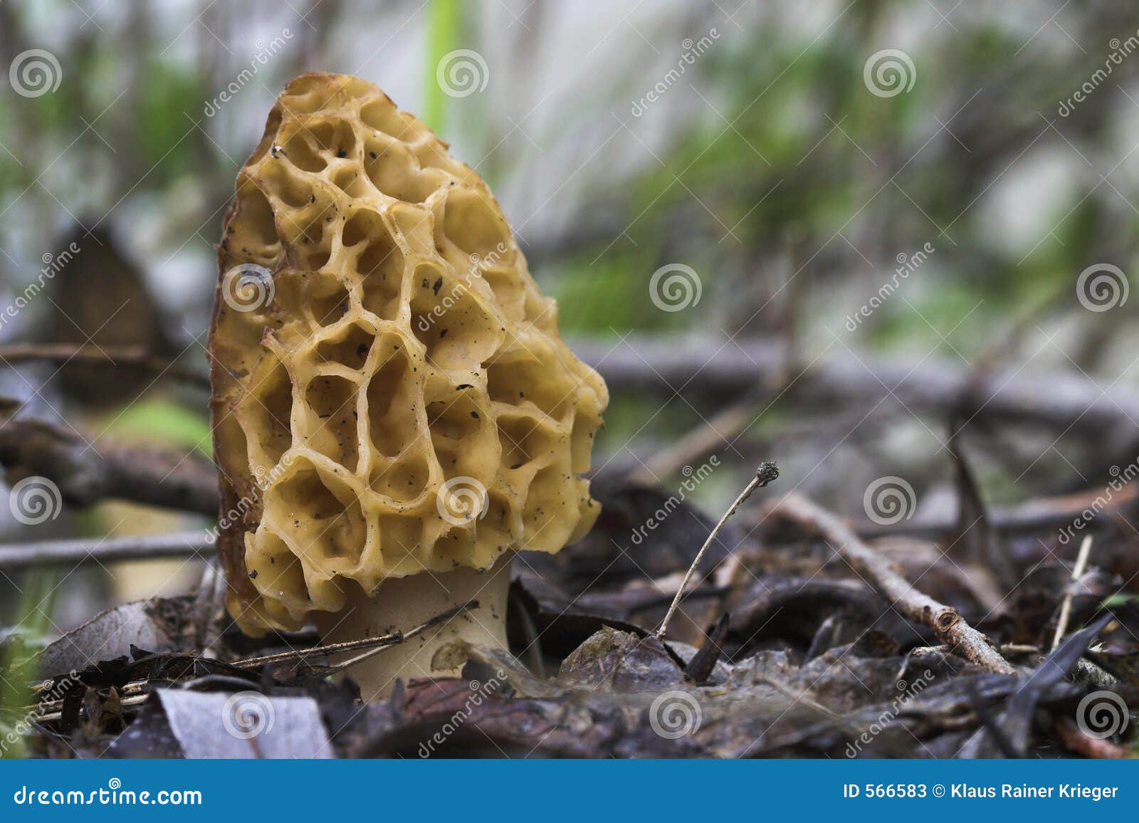 Morilla (morchella Esculenta) Imagen de archivo - Imagen de delicadeza ...